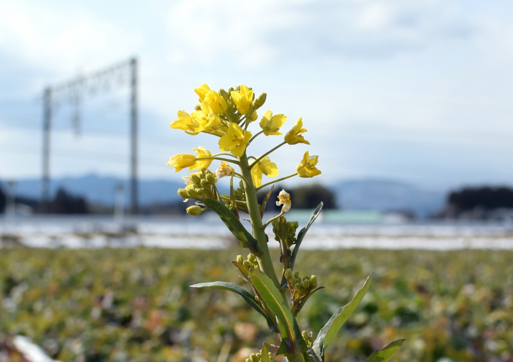 natane_cover | 環境情報紙Risa