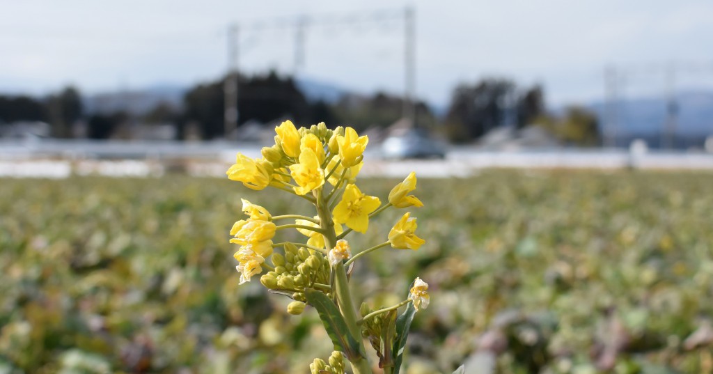 natane_cover2 | 環境情報紙Risa